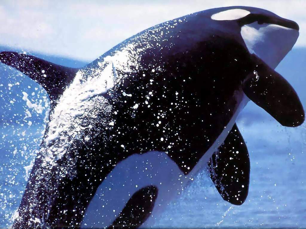 Funimals!: Orca Communication