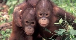 Ekosistem Darat (Hutan Tropis, Hutan Musim, Sabana, Stepa, Taiga, Tundra)