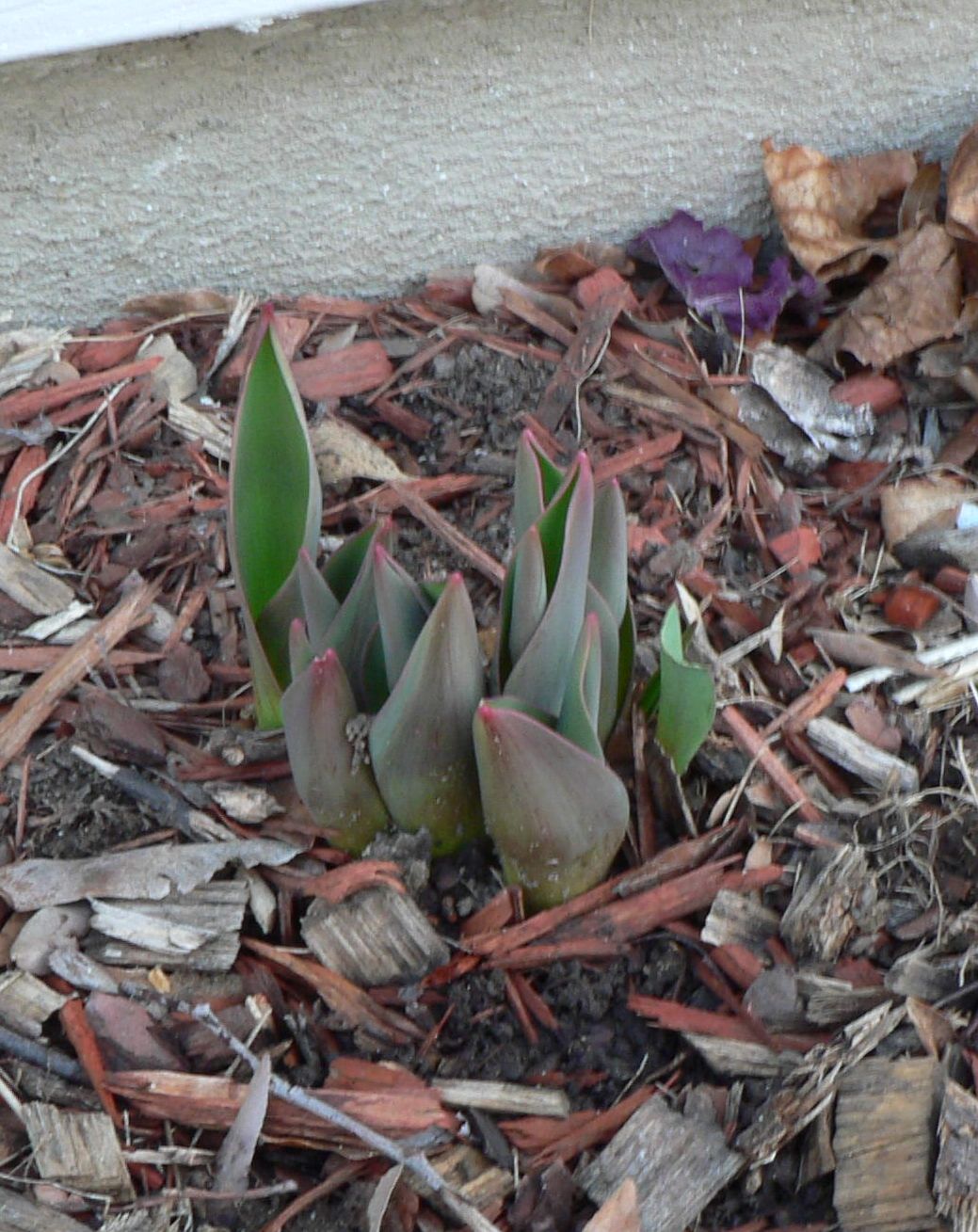 Visit My Garden: The Speed of Change