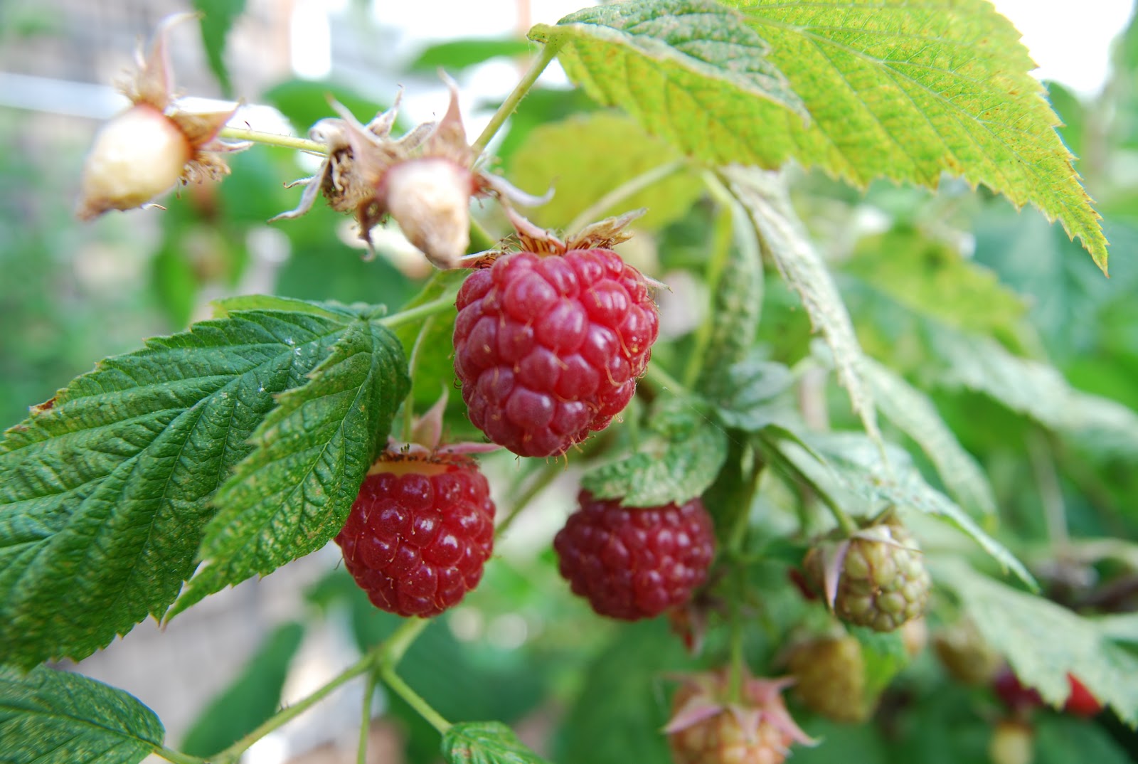 My Recession Kitchen...and garden: The First Raspberries of the Season