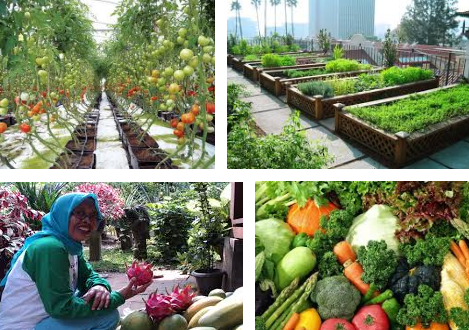 Peluang Usaha Agrobisnis Yang Bisa Dijalankan Dari Rumah - Kerjaku Sini