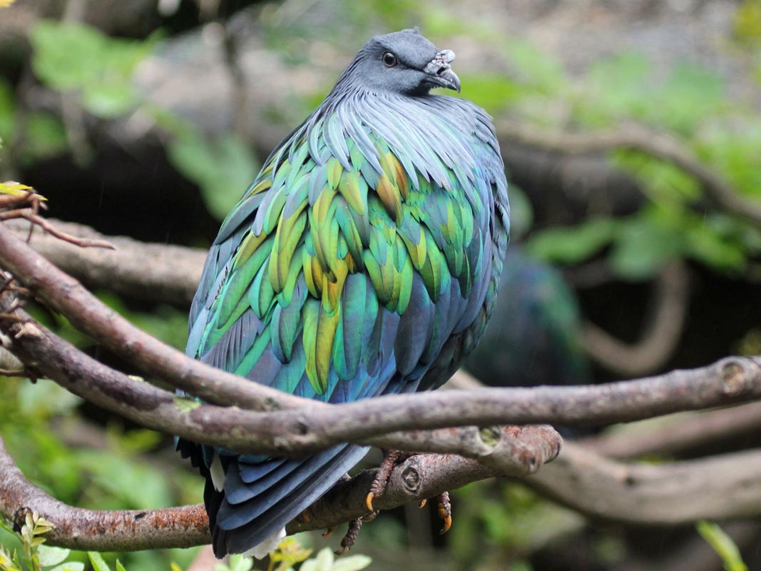 Mis amigas las palomas: Fotos especies de palomas exóticas (preciosas ...