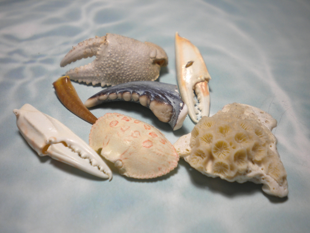 Del's Shells: Seashell Saturday