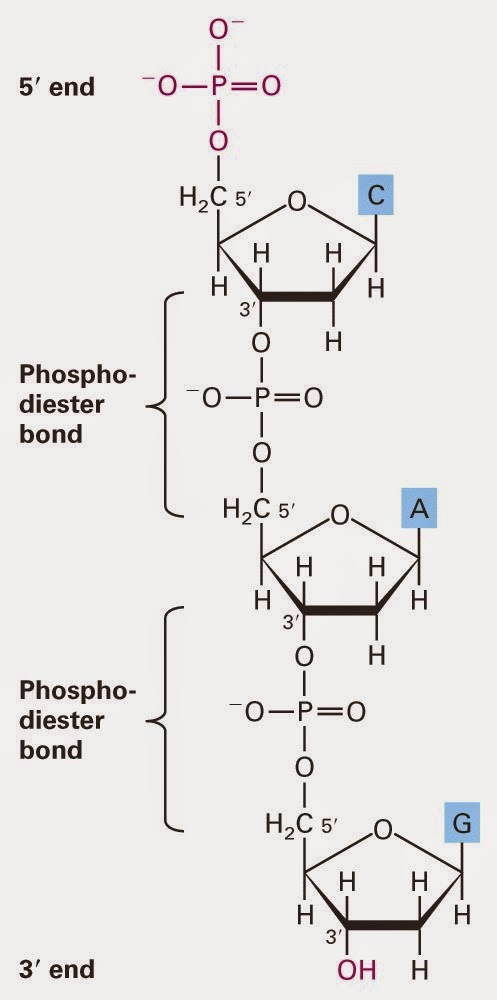 Propanona: Estructura de los ácidos nucleicos.