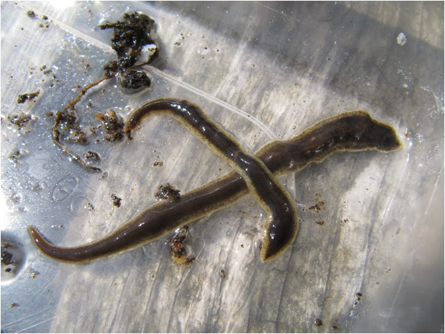 Islay Natural History Trust: New Zealand flatworms (Arthurdendyus ...