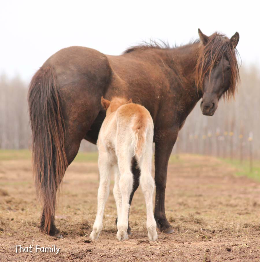 That Family Blog: Gunnar's Birth Pictures and more baby animals...