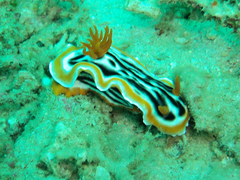 A Birder in The Philippines: Nudibranchs of The Philippines