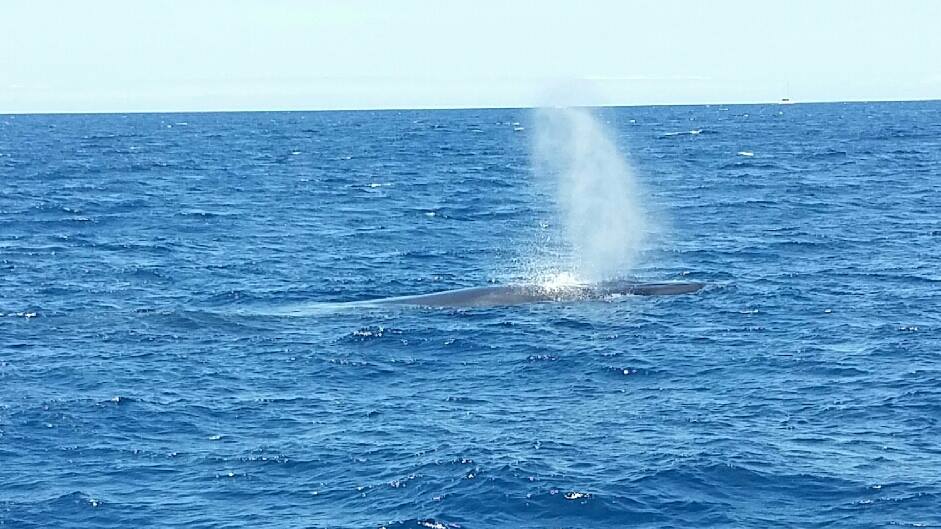 Canarian Sea: Brydewal - Balaenoptera edeni