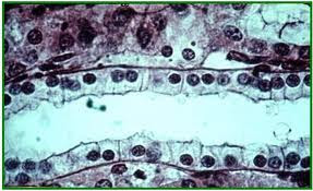 JARINGAN EPITEL | Biologi SMA Kelas XI