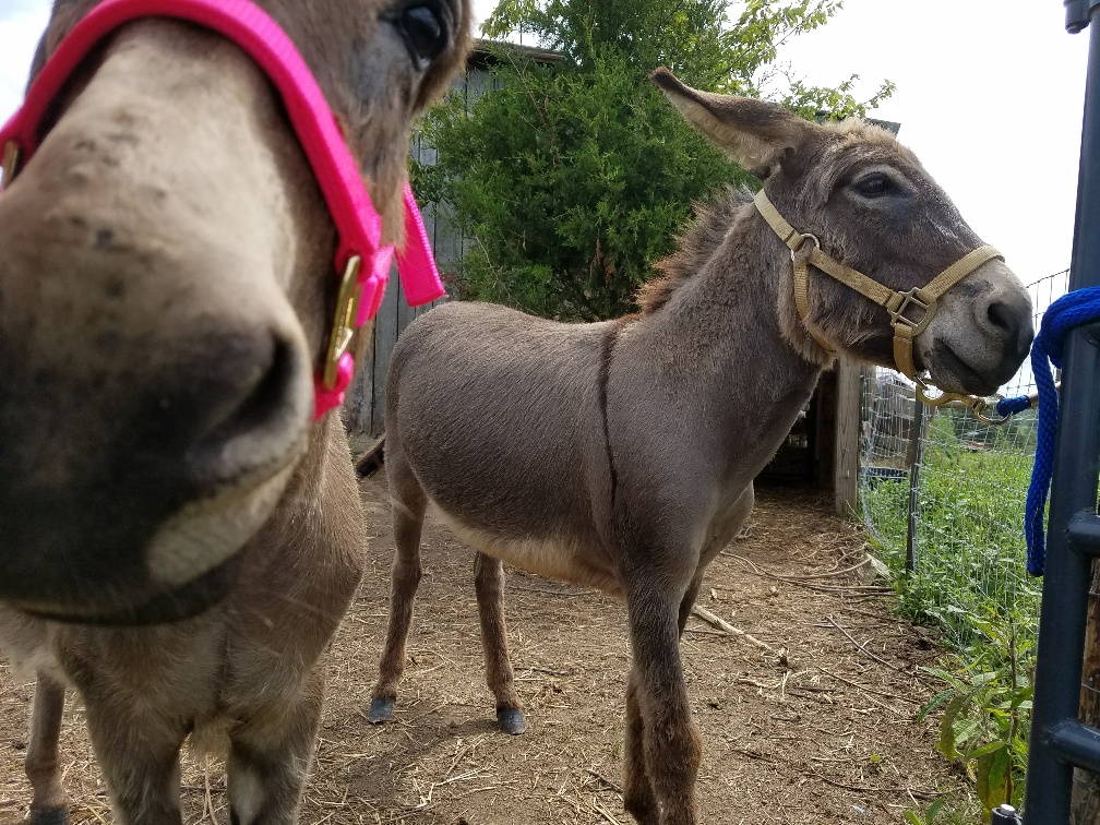 International Blue: Such Good Donkeys