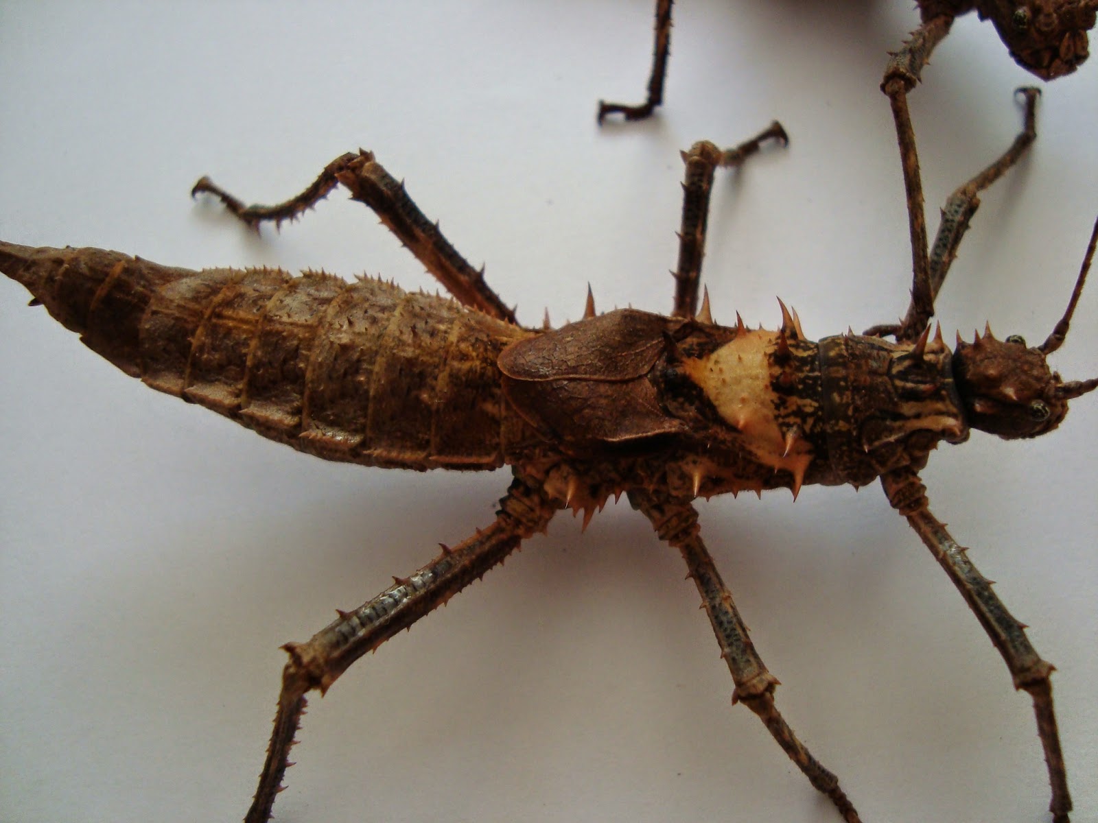 Patyczakowo - świat pełen owadów: Chrząszcze i straszyki - fotki