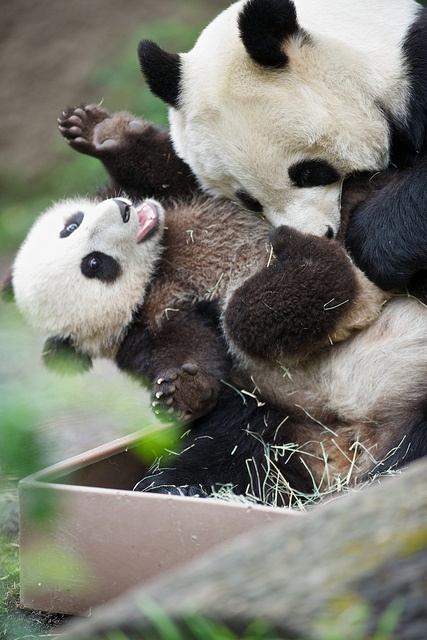Panda love | Photos Mart