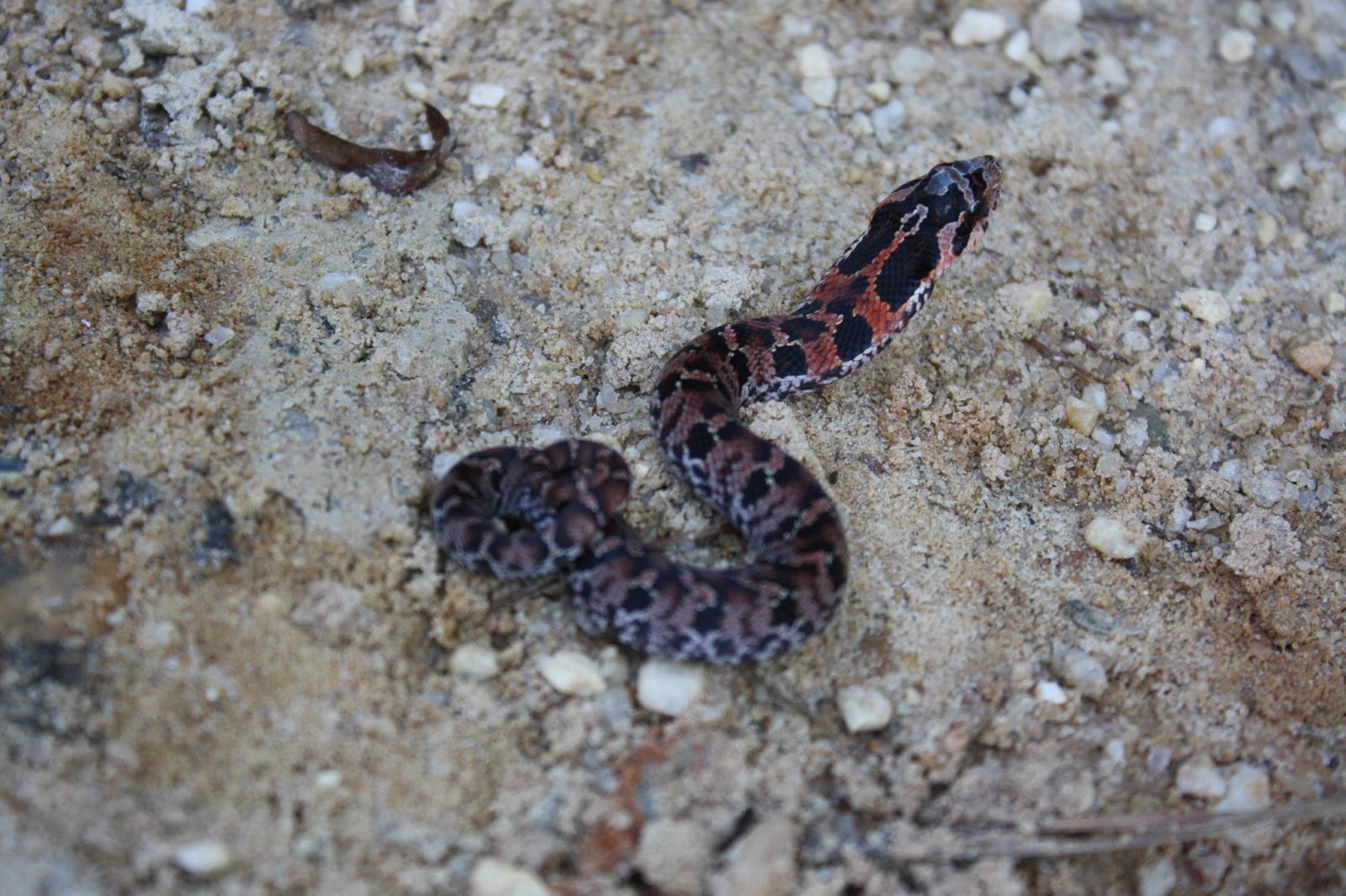 Nature Explorer : How Snakes Find, Capture, And Swallow Their Prey