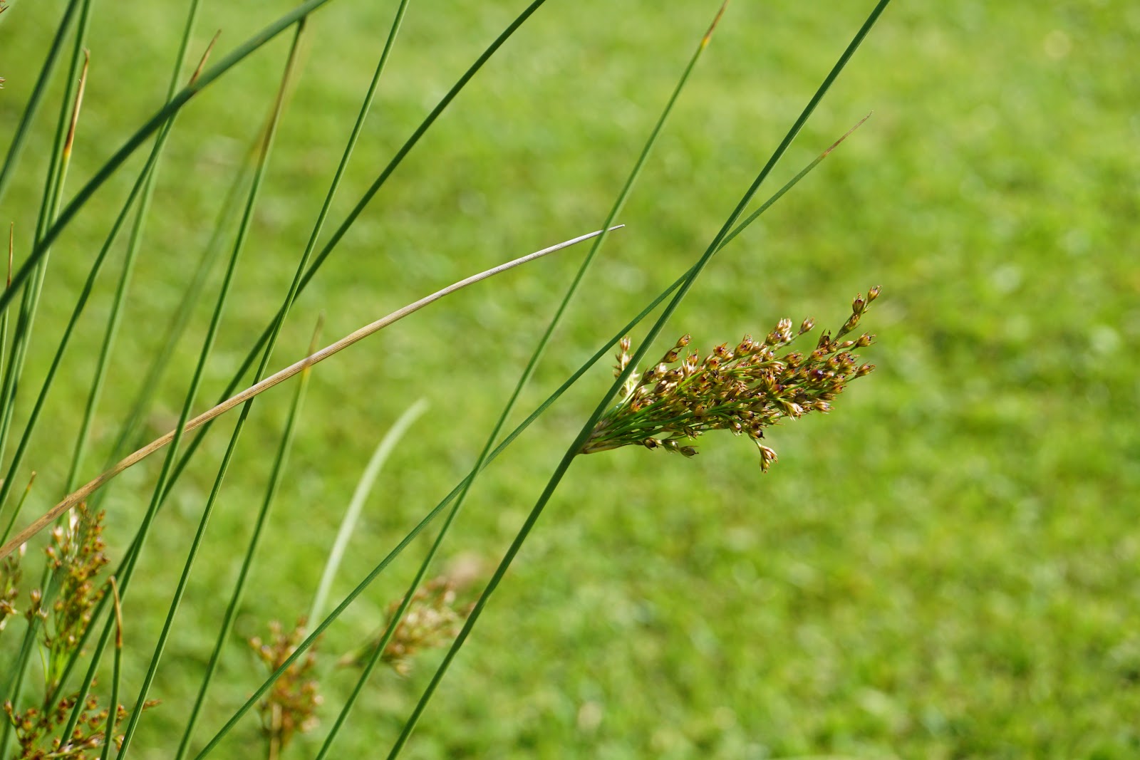 Plantas de Huerta Otea, Salamanca: Junco de estera (Juncus effusus)