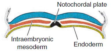 La tercera semana del desarrollo embrionario