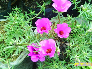 Jual Tanaman Hias: Sutra Bombay