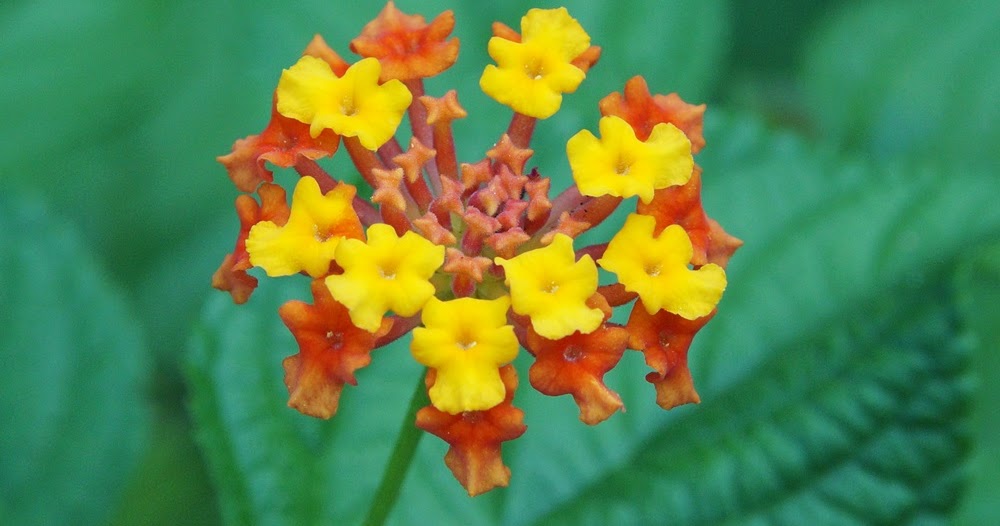 Poisonous Plant: Lantana camara