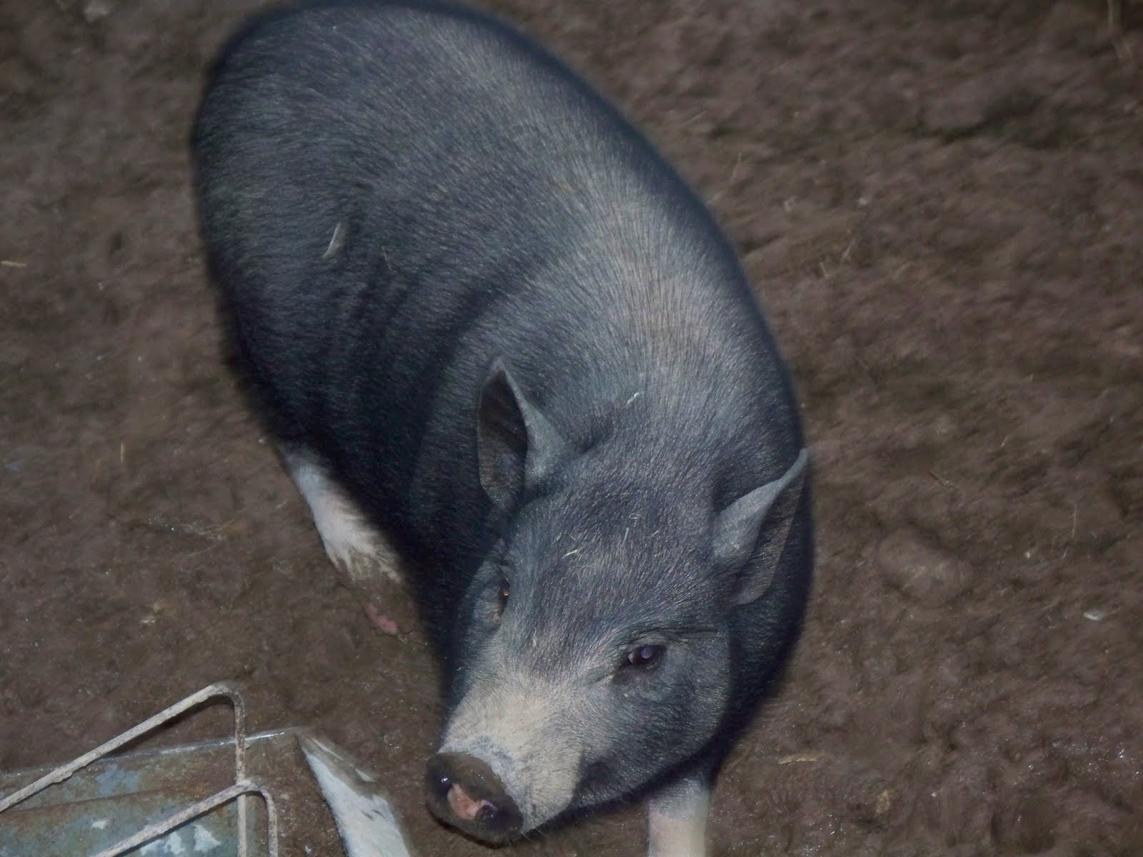 Bishop's Homegrown Produce/Face Of The Earth Seed: Pot Belly Pigs as ...
