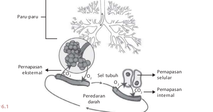 Sistem Pernafasan Pada Manusia, Fungsi Dan Gambarnya