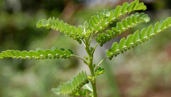 Herbal Tea: Benefits of Phyllanthus