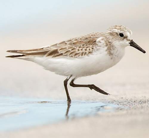 Red-necked stint images | Birds of India | Bird World