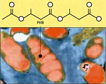 The Chestnut Tree Café: 聚羥基丁酸酯 Polyhydroxybutyrate