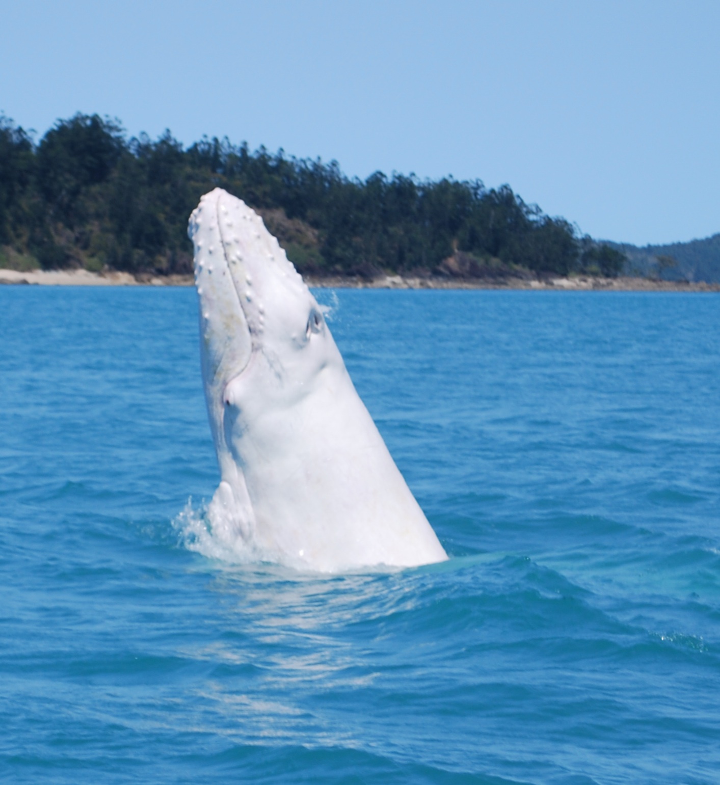 Whitsunday Coast Guardian: Whitsundays' white whale needs a name
