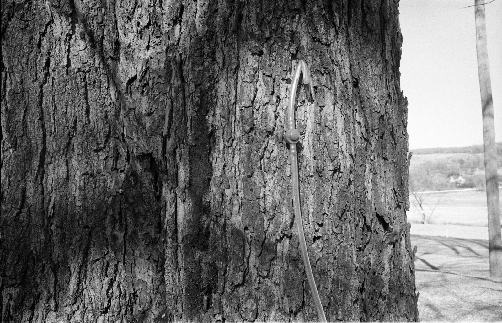The Farmers' Museum: Maple Sugaring During a Full Sap Moon