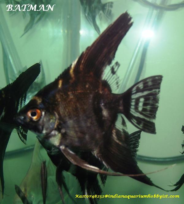 KASTOR48252: Freshwater Marble Angelfish (Pterophyllum scalare) - A New ...