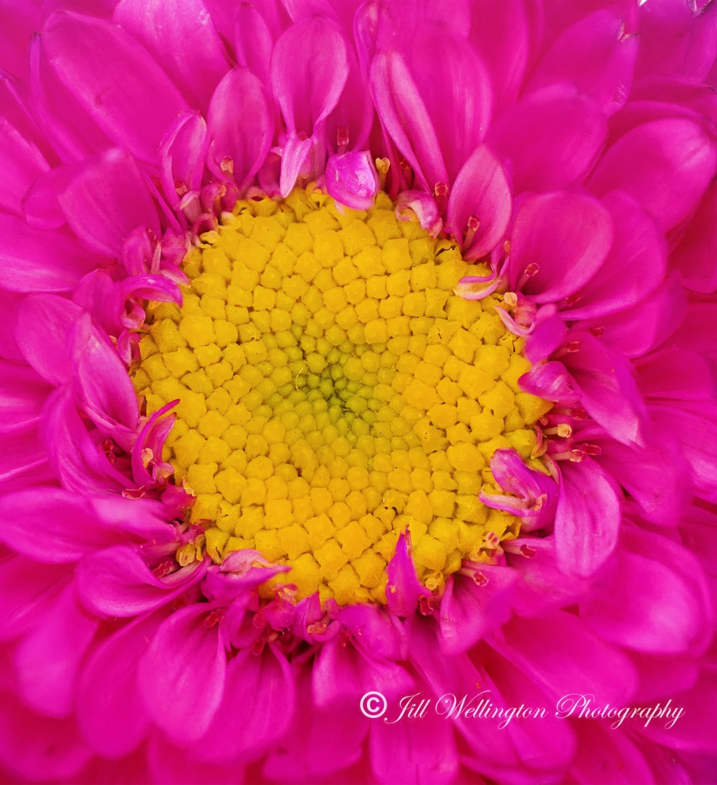Focal Point Photography Flowers