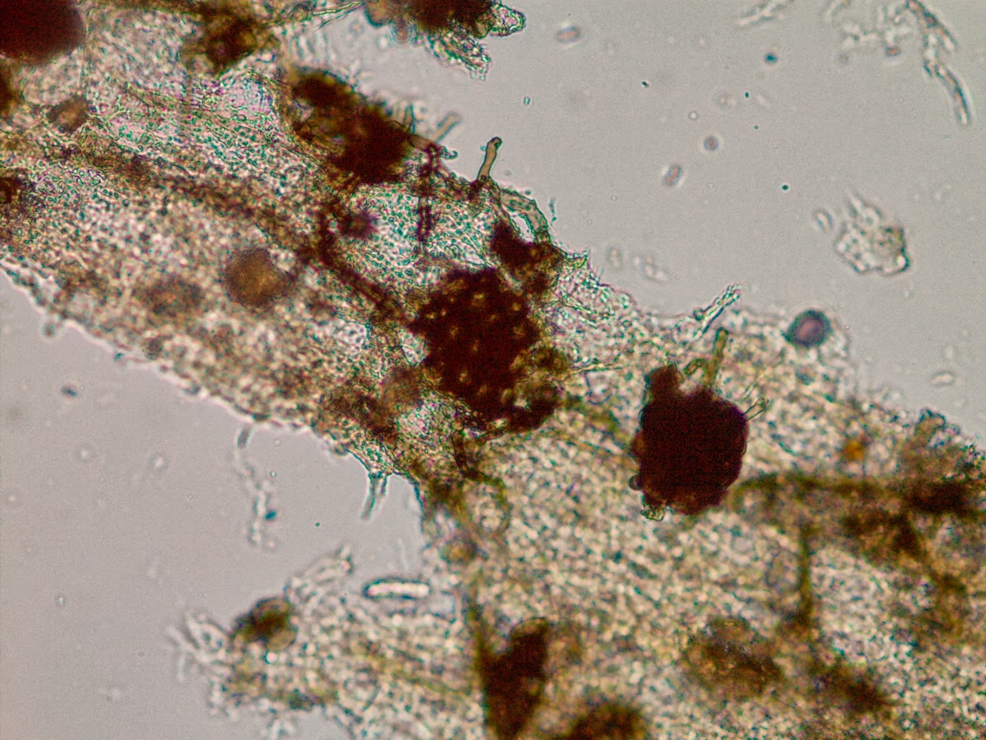 University of Illinois Plant Clinic: 2013