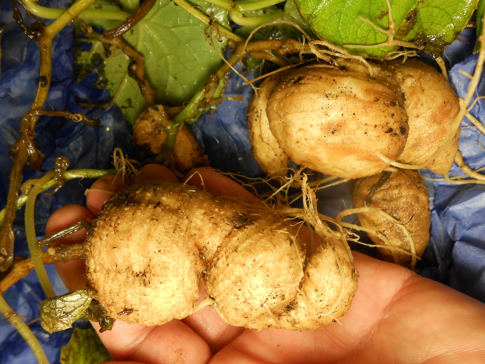 Anchote: Out of Africa