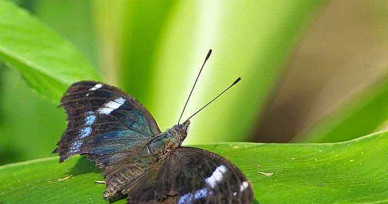 Ryukyu Life: Wildlife Photo: The Blue Admiral Butterfly