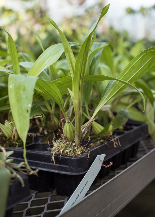 The Orchid Column: Look What We Made