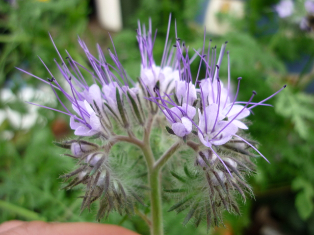 My Cubby Crafts: Flowers for the Bees