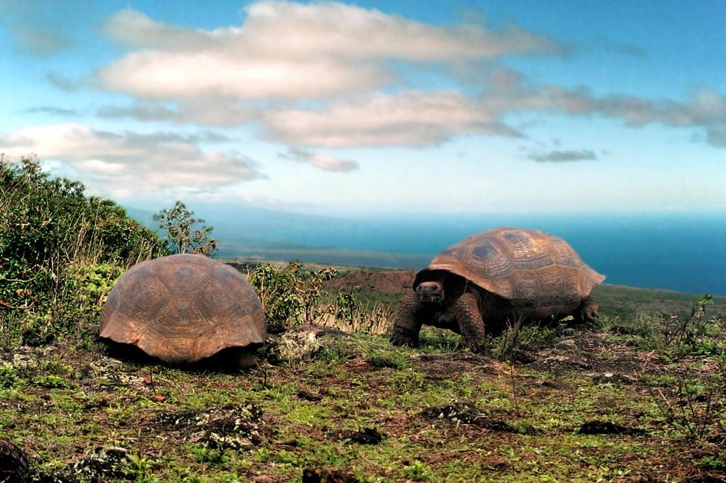 Parque Nacional Galápagos – Sitios y lugares turísticos de Ecuador