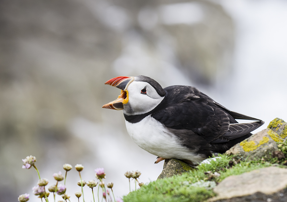 Birding For Pleasure: WILD BIRD WEDNESDAY - Puffin EXTRA