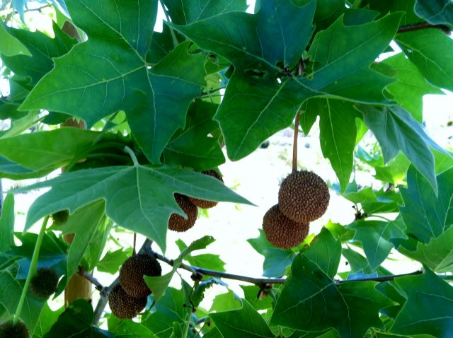 THE VIEW FROM MY CAMERA: Seed Pods Of The Sycamore Tree