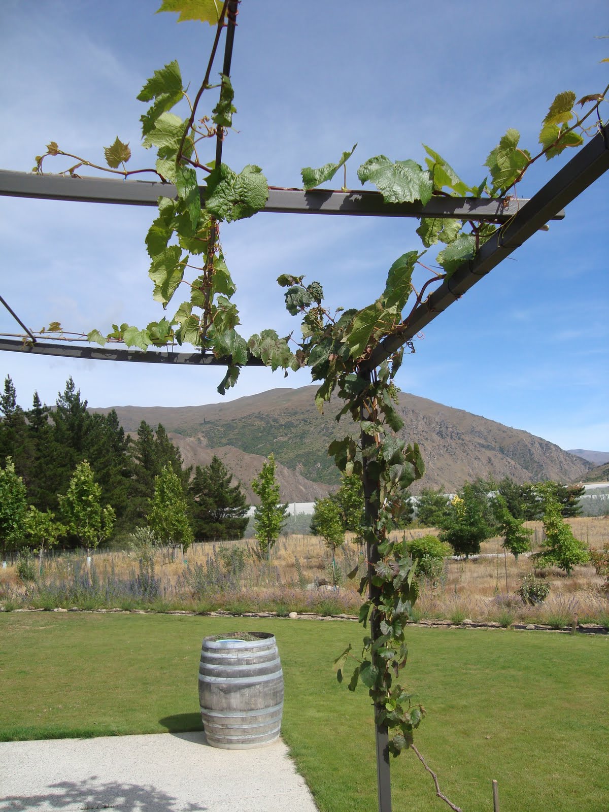 The Field of Gold: Growing Shade. Vines on the Pergola.