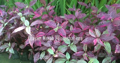 BAYAM HIAS MERAH (Aerva sanguinolenta) - GANESHA FLORA