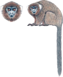 Laberinto en extinción: Mono tití de Beni (Plecturocebus modestus)