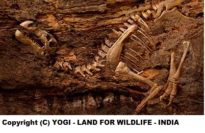 Yogi-Land for Wildlife (Nature and Wildlife Conservation): The ...