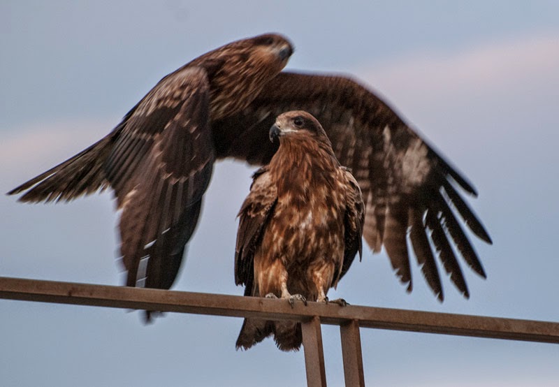 A year in Japan: Enoshima and weird ice cream