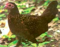 coquere: The Philippine Native Chicken