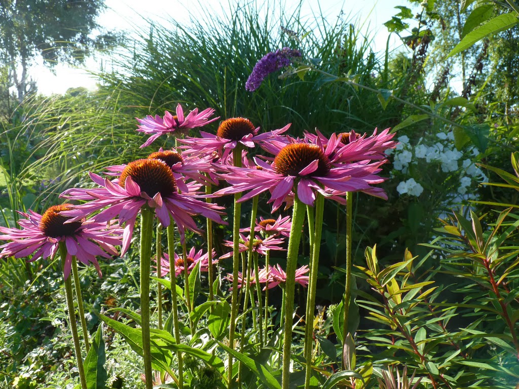 Høneballehaven på Samsø og Hellerupvej på Fyn: Pakke fra Spiren og ...