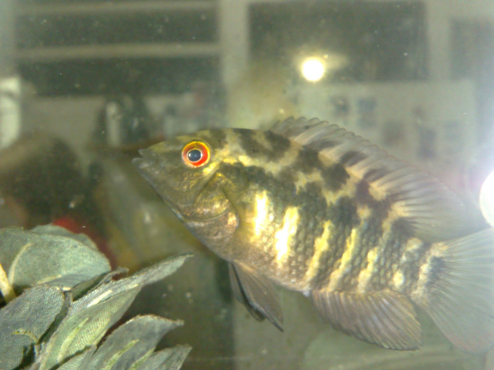 Quisquisacate Fishing: Una opcion para el Fly