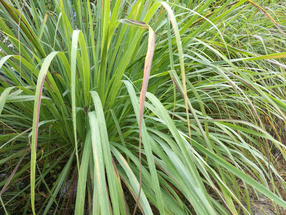 Serai (Cymbopogon citratus) - Ciri-Ciri Klasifikasi dan Morfologi Tanaman
