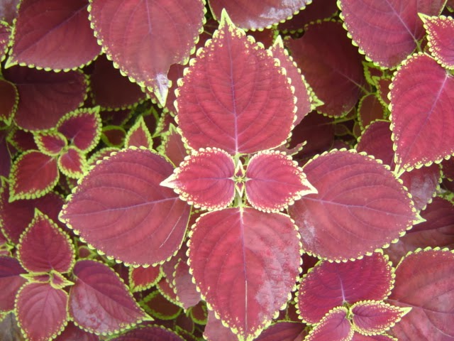 Examples Of Symmetry Pattern In Nature - Design Talk