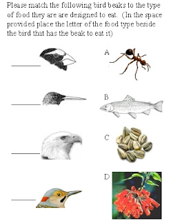 A school of fish: Adaptations and Bird Beak activity
