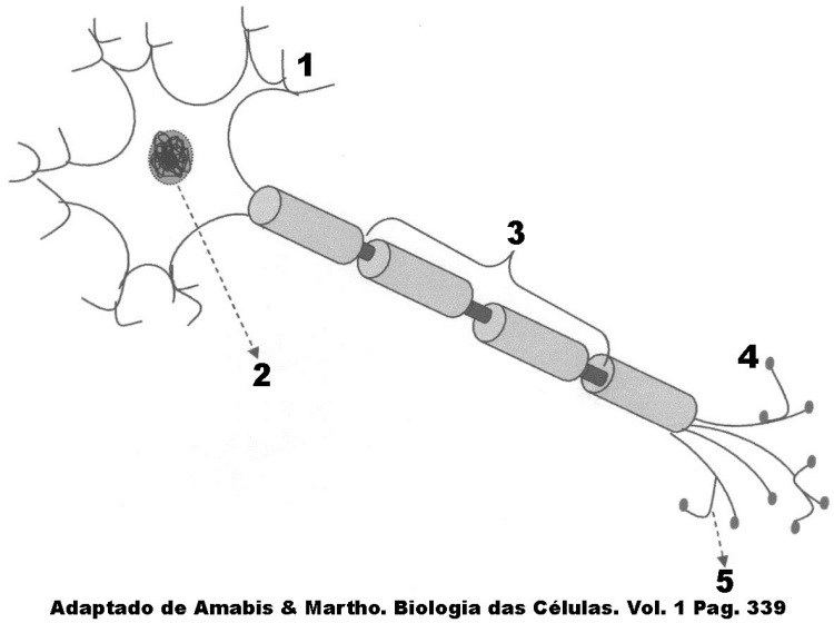 Exercícios- Sistema Nervoso - Beth Biologia